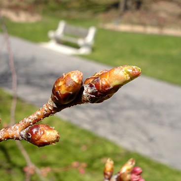 Flowering Cherry Collection - Brooklyn Botanic Garden