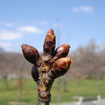 Flowering Cherry Collection - Brooklyn Botanic Garden