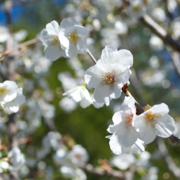 Flowering Cherry Collection - Brooklyn Botanic Garden