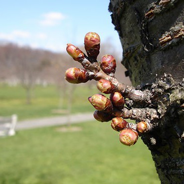 Flowering Cherry Collection - Brooklyn Botanic Garden