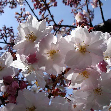 Flowering Cherry Collection - Brooklyn Botanic Garden