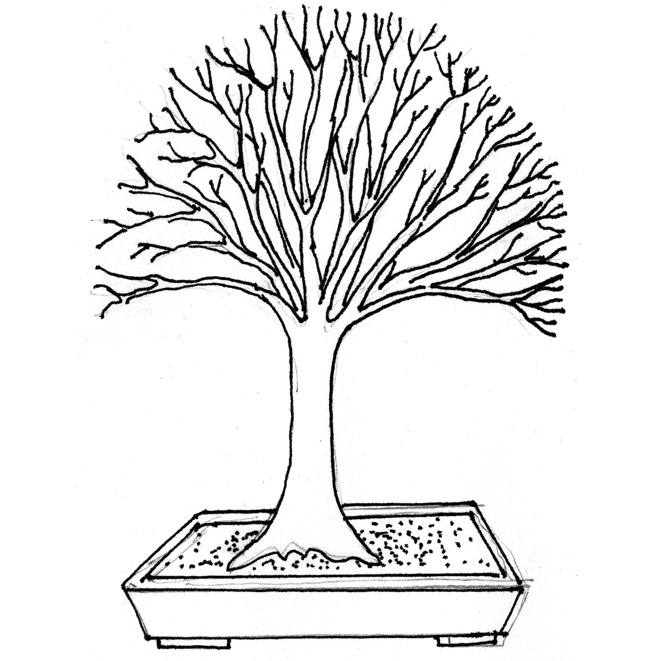 Bonsai Styles - Brooklyn Botanic Garden