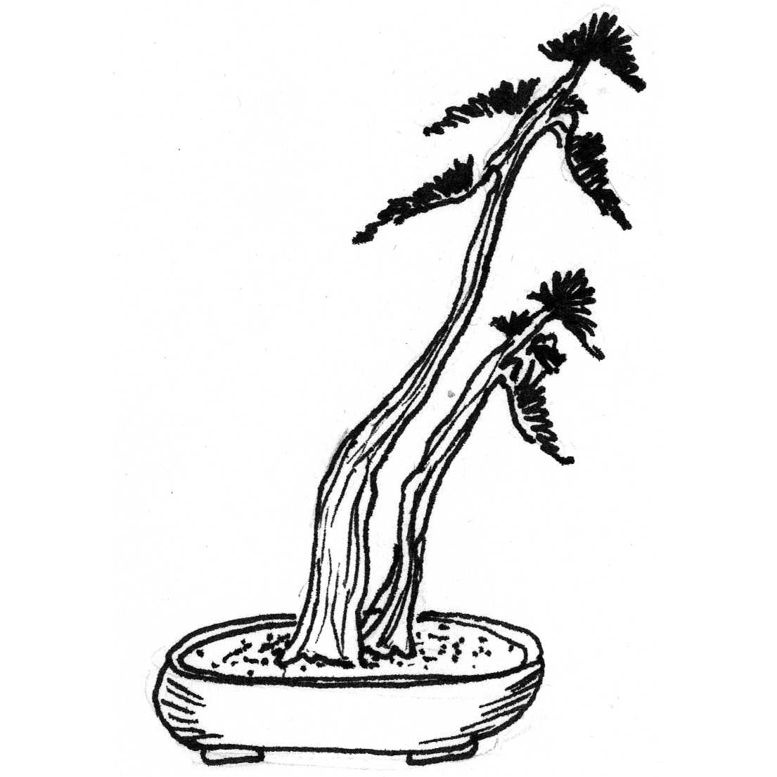 Bonsai Styles - Brooklyn Botanic Garden
