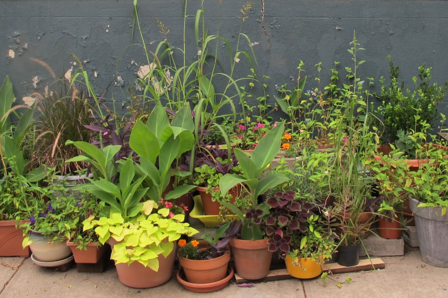 Start a Rooftop Container Garden - Brooklyn Botanic Garden
