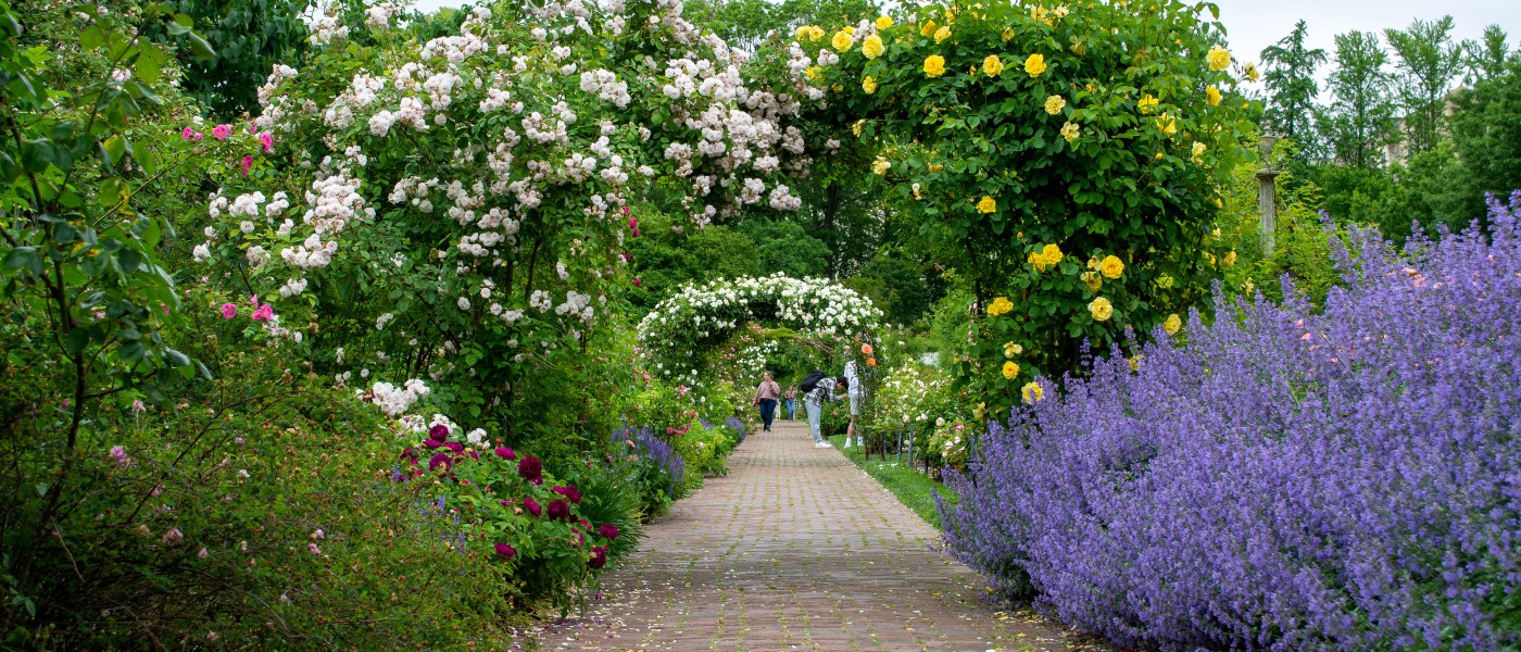 Bloom Alert: Rose Garden - Brooklyn Botanic Garden