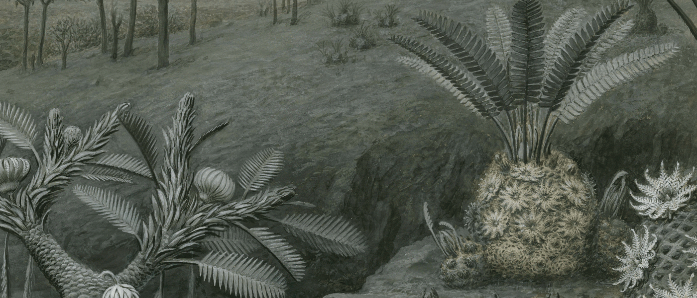 First Flowering Plants Mesozoic Era