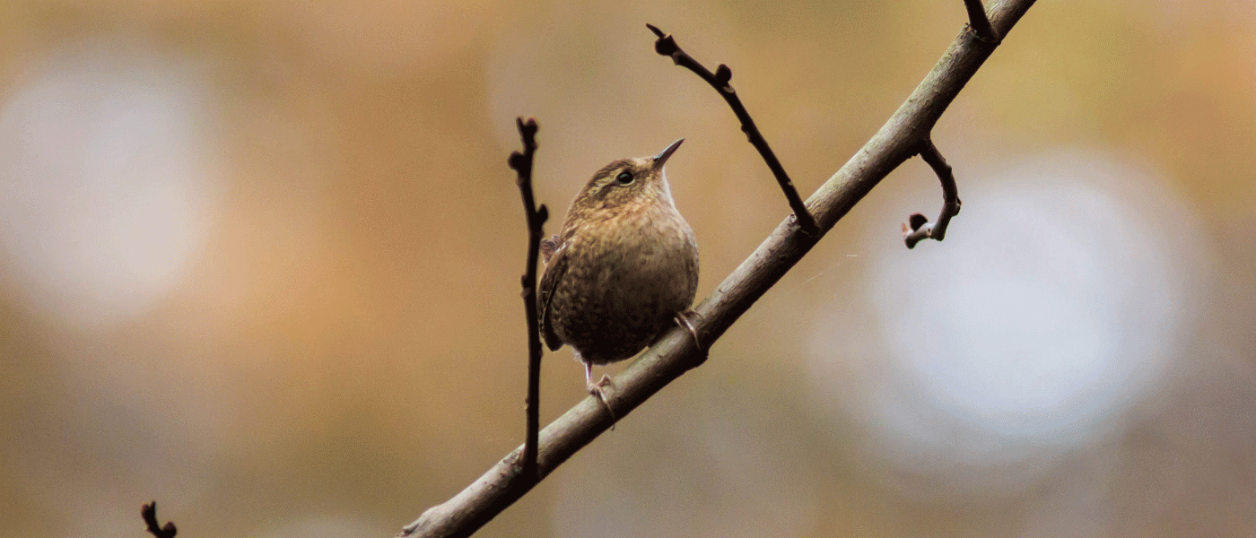 Birds of Brooklyn: Winter Wren - Brooklyn Botanic Garden