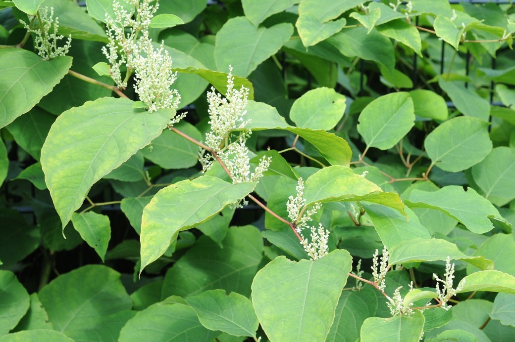 Weed of the Month: Japanese Knotweed - Brooklyn Botanic Garden