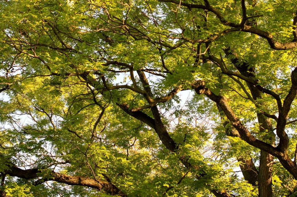 What’s With the Bands on BBG’s Trees? - Brooklyn Botanic Garden