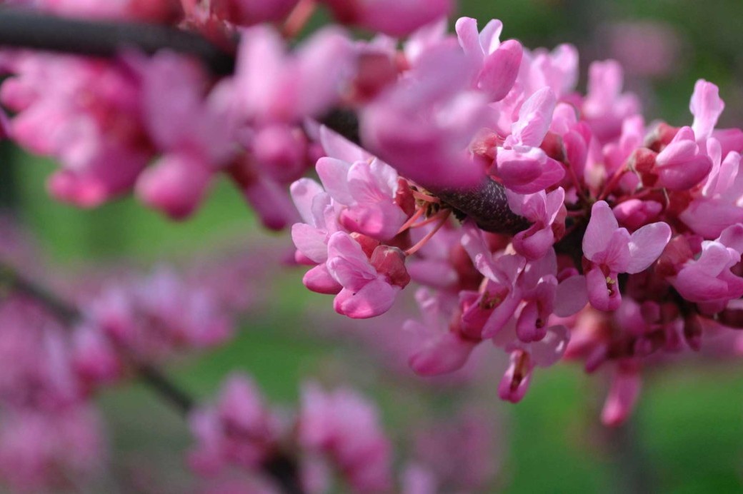 All Eyes on the Redbud, and Other Trees in Bloom - Brooklyn Botanic Garden
