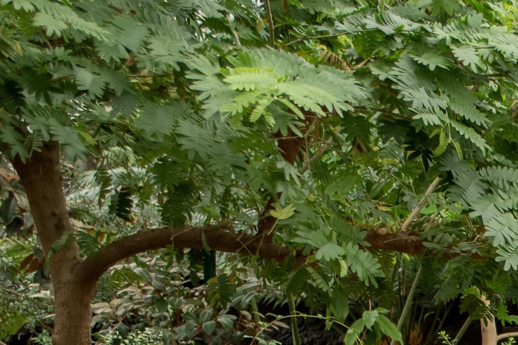 Trees of Little Caribbean Kickoff - Brooklyn Botanic Garden