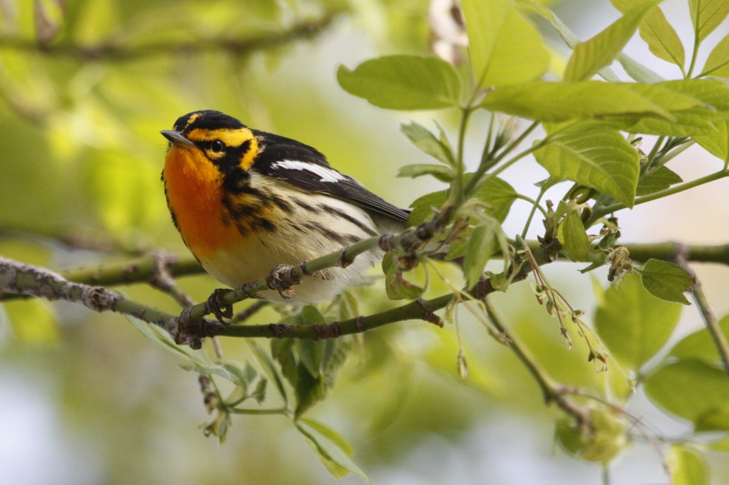 Birds of Brooklyn - Brooklyn Botanic Garden