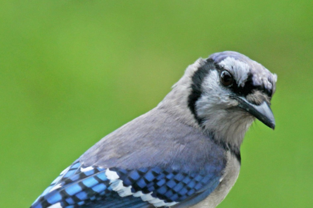 Birding - Brooklyn Botanic Garden