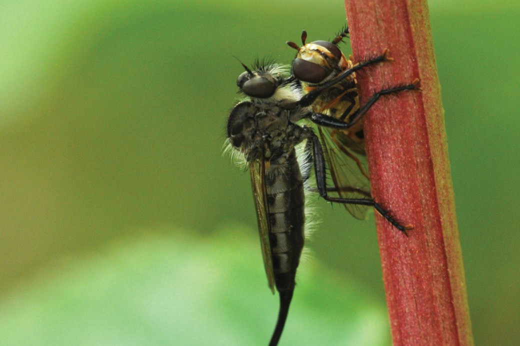 All About Bugs: Fantastic Flies - Brooklyn Botanic Garden