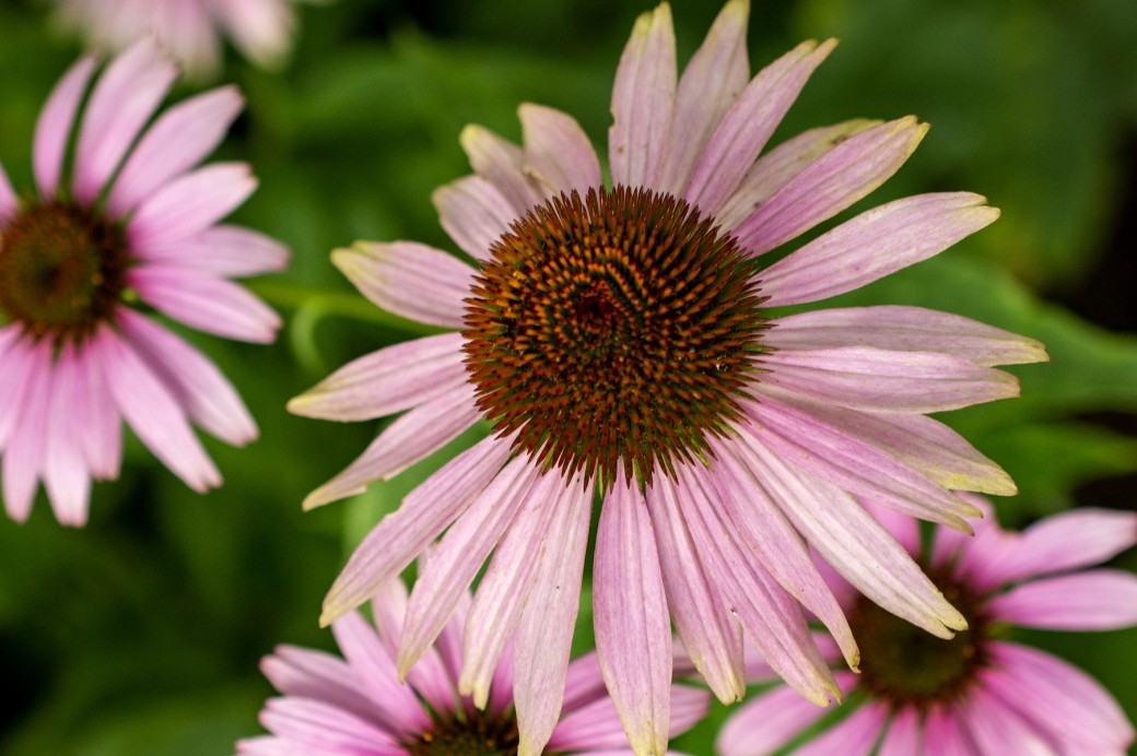 Everything You Need to Know About the New Plant Hardiness Zone Map ...
