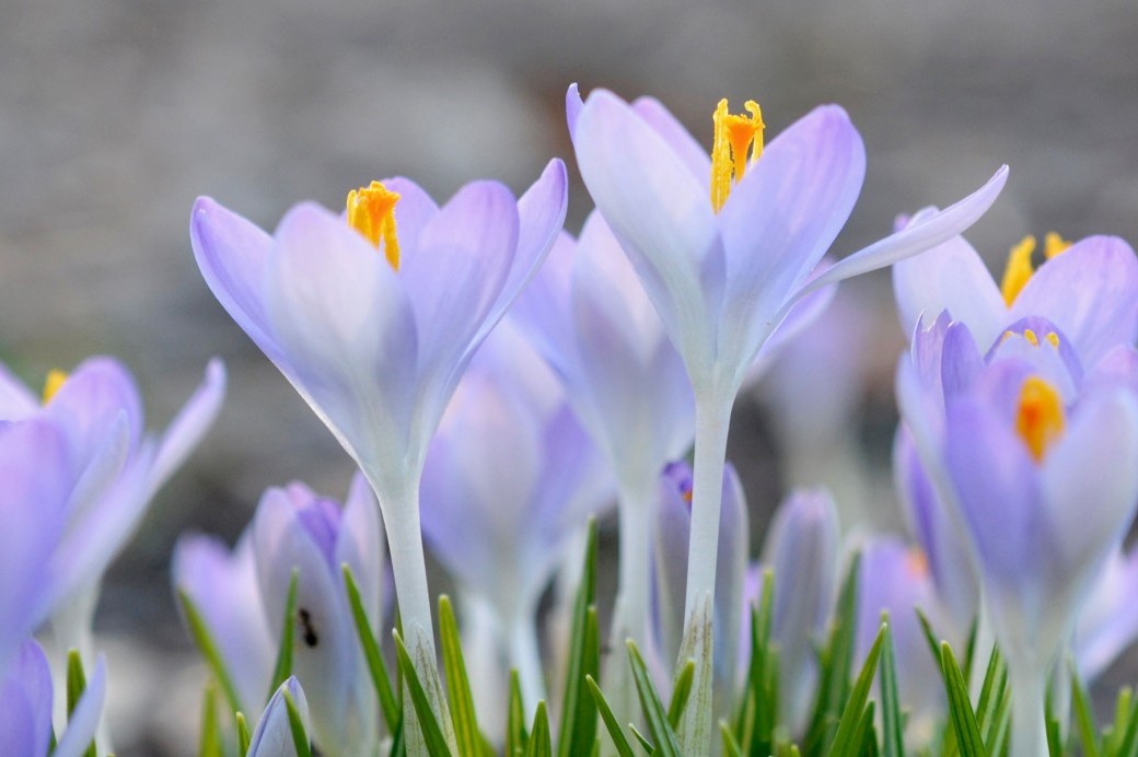 Early Spring Photography