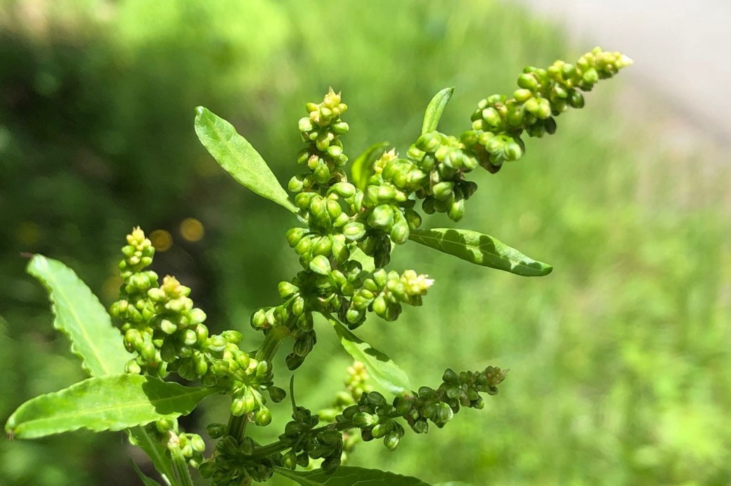 Weed of the Month: Curly Dock - Brooklyn Botanic Garden
