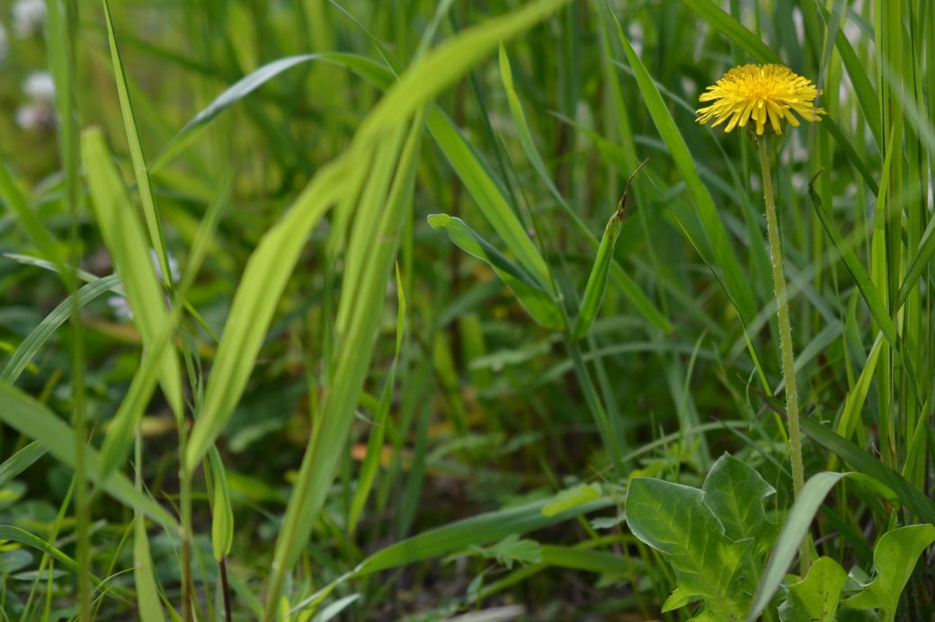 Weed Of The Month Dandelion Brooklyn Botanic Garden