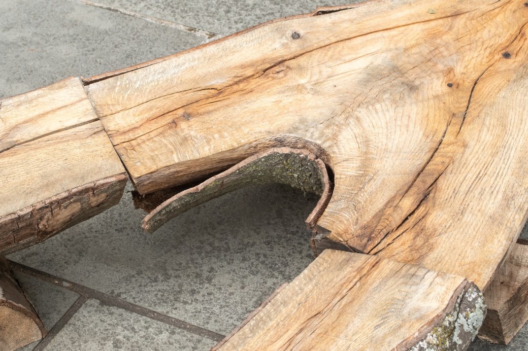 Tree Anatomy and Physiology - Brooklyn Botanic Garden