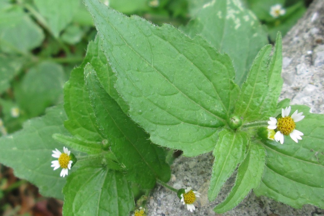 Weed of the Month: Galinsoga - Brooklyn Botanic Garden