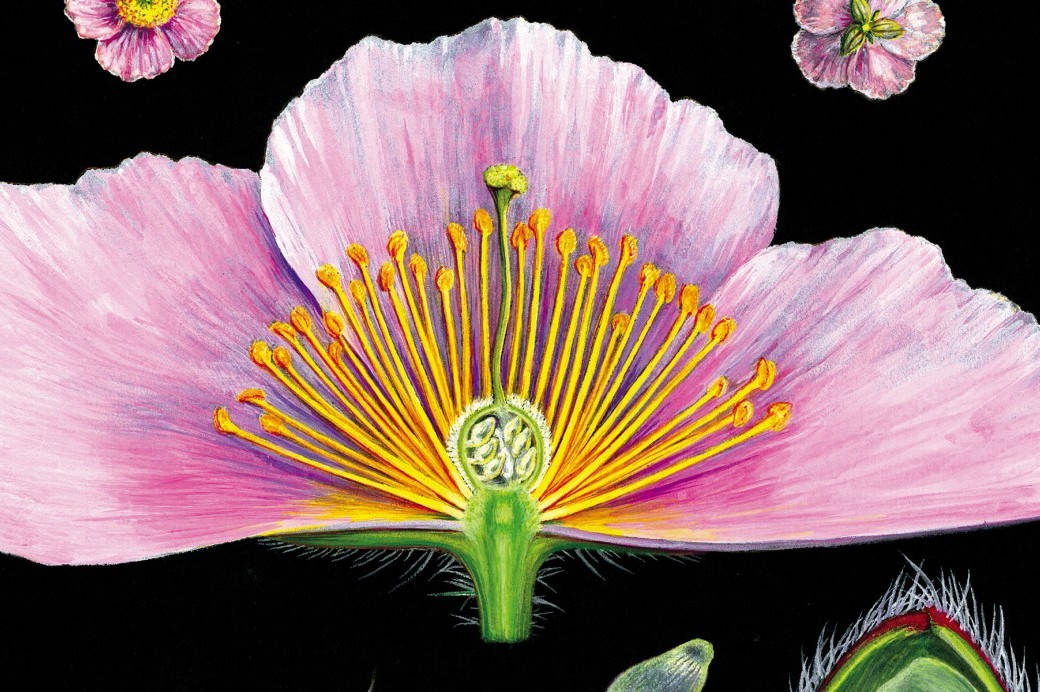 Botanical Illustrator Maud Purdy Featured by Google Cultural Institute ...