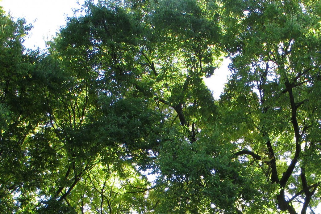 The Best Care for Healthy Trees - Brooklyn Botanic Garden