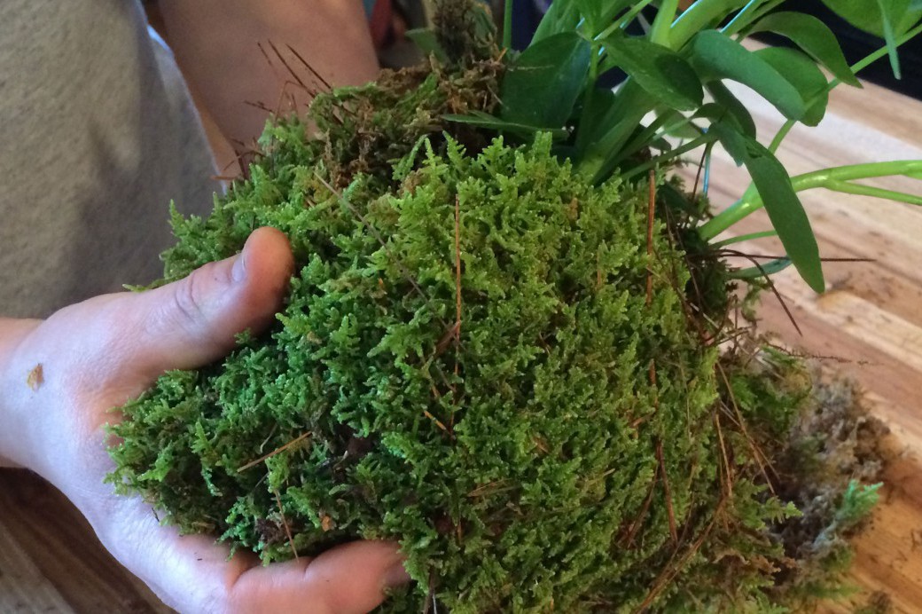 DIY Kokedama: Japanese-Style Houseplant Display With Moss Balls ...