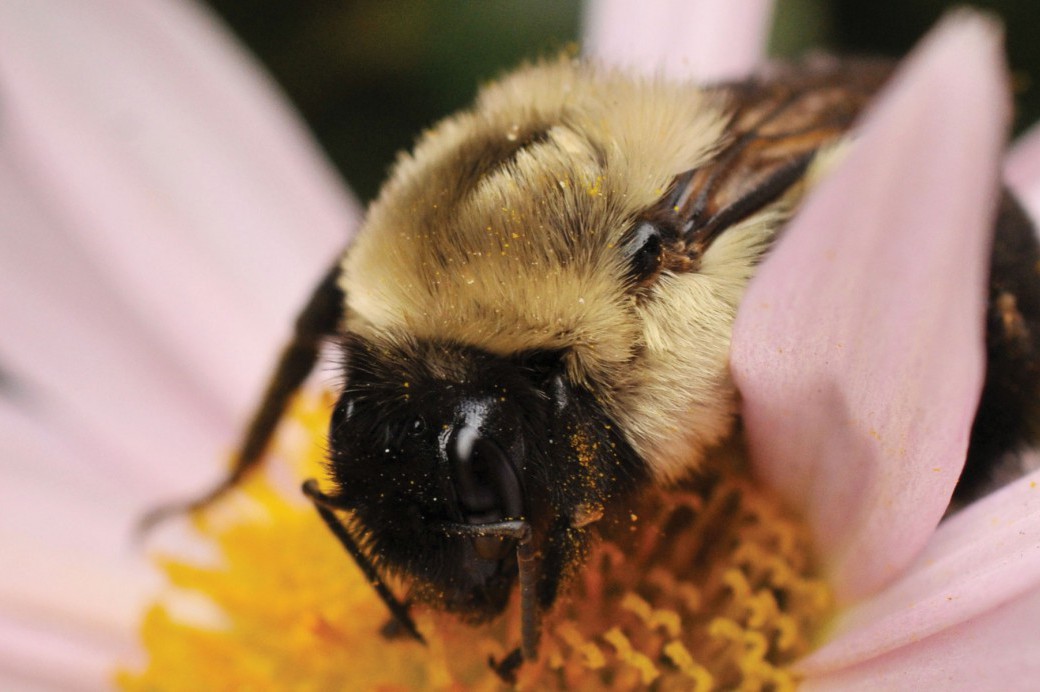 Native Bees - Brooklyn Botanic Garden