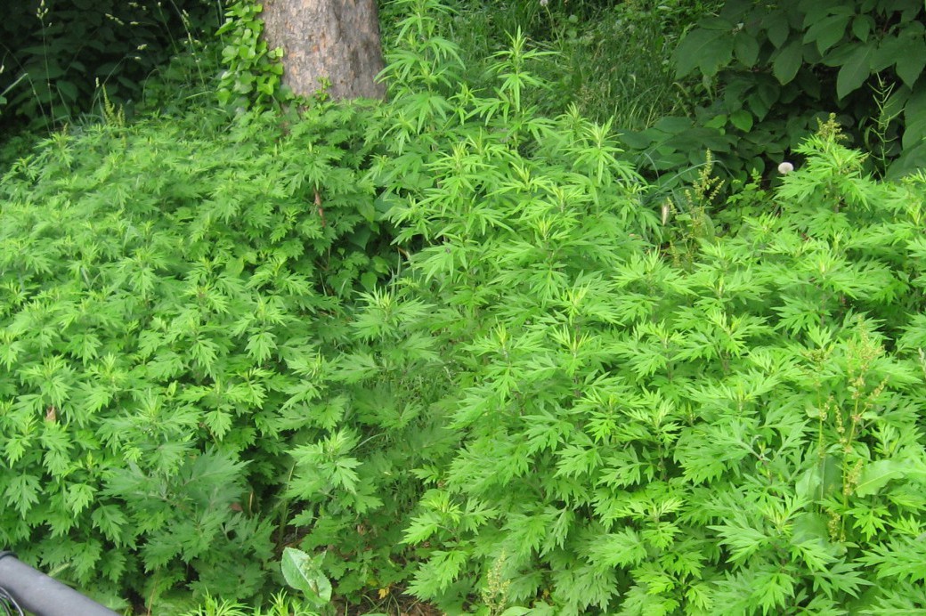 Weed of the Month: Mugwort - Brooklyn Botanic Garden