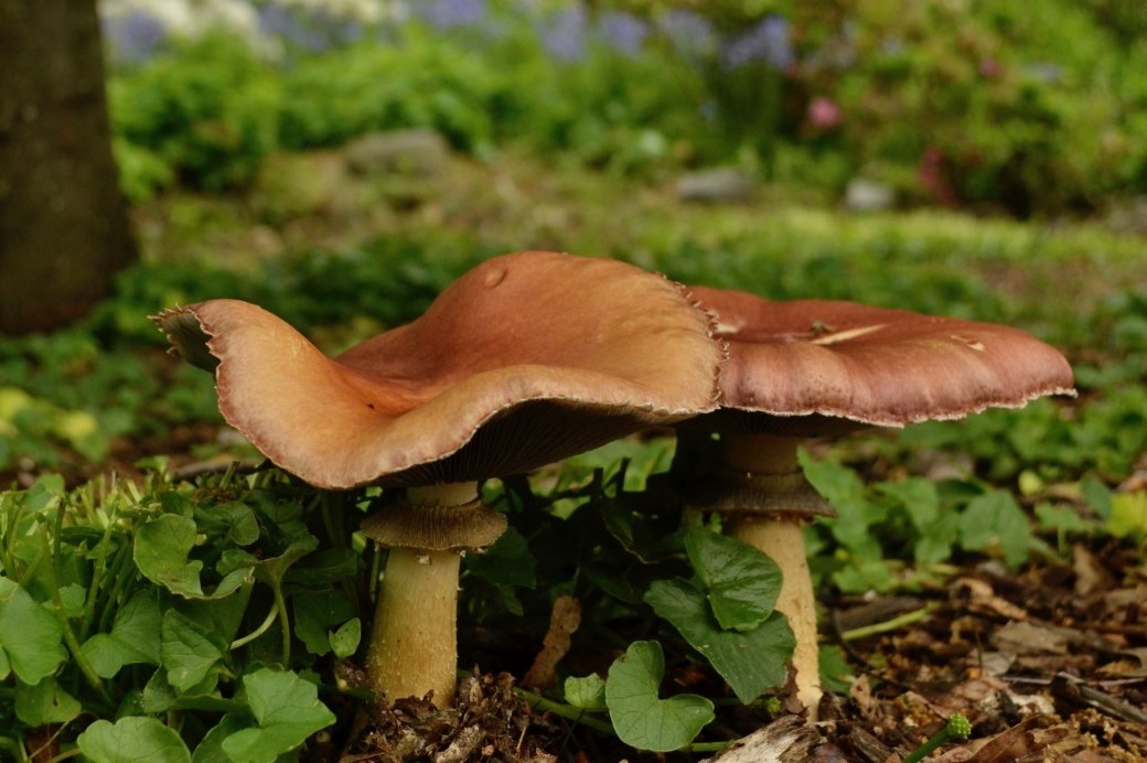 Spring Mushrooms - Brooklyn Botanic Garden