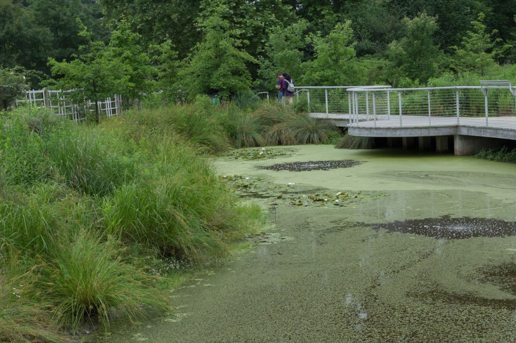 Why Is the Native Flora Garden Pond Green? - Brooklyn Botanic Garden