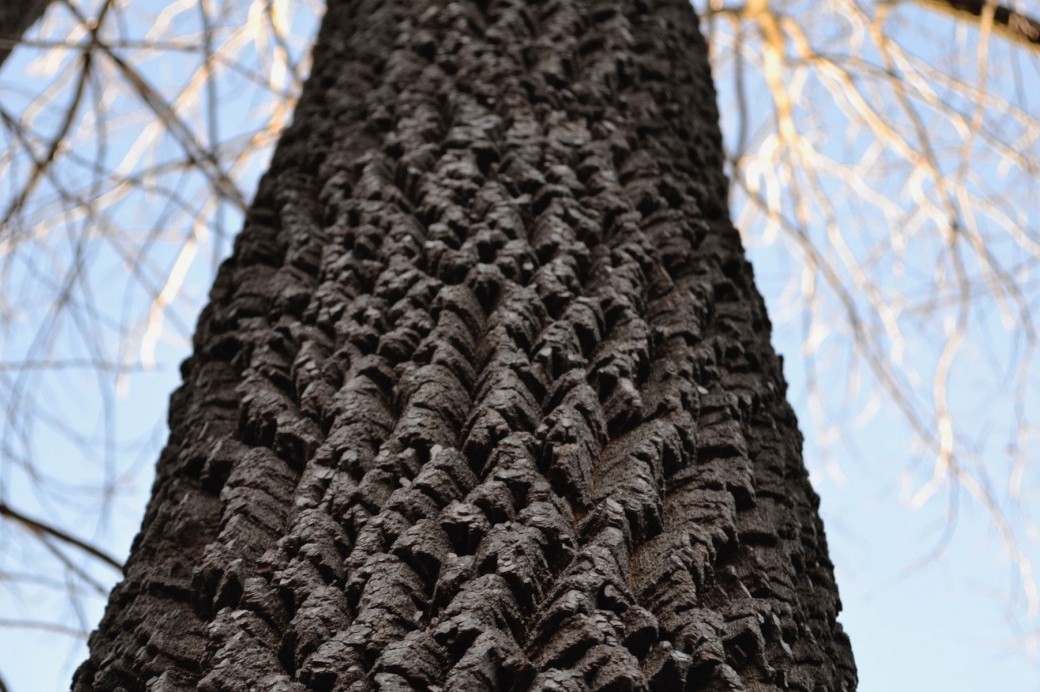 Know These Trees by Their Bark - Brooklyn Botanic Garden