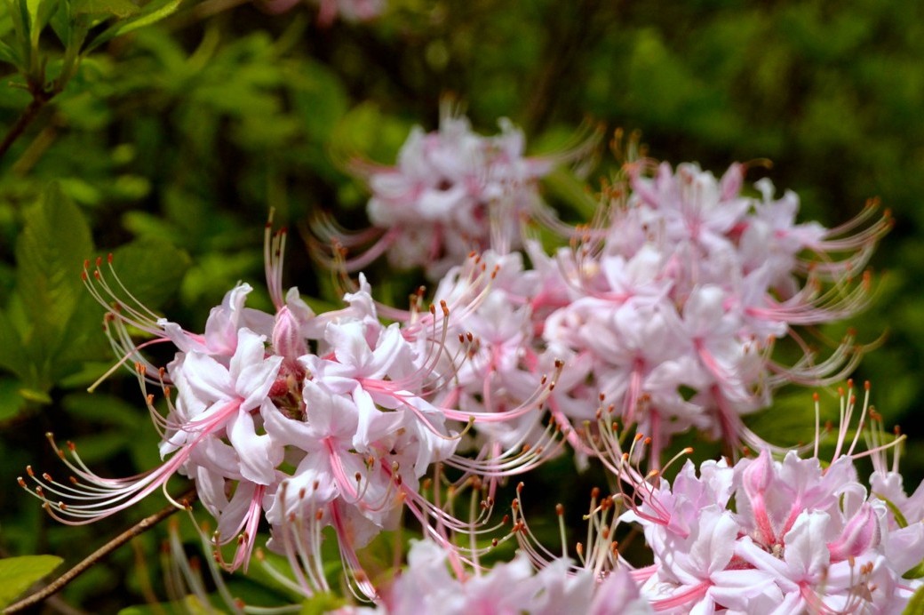 Native Azaleas - Brooklyn Botanic Garden