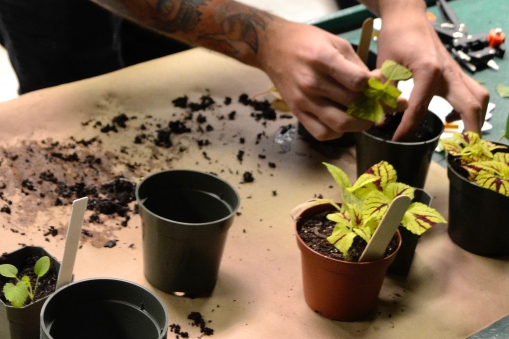 Certificate in Horticulture - Brooklyn Botanic Garden
