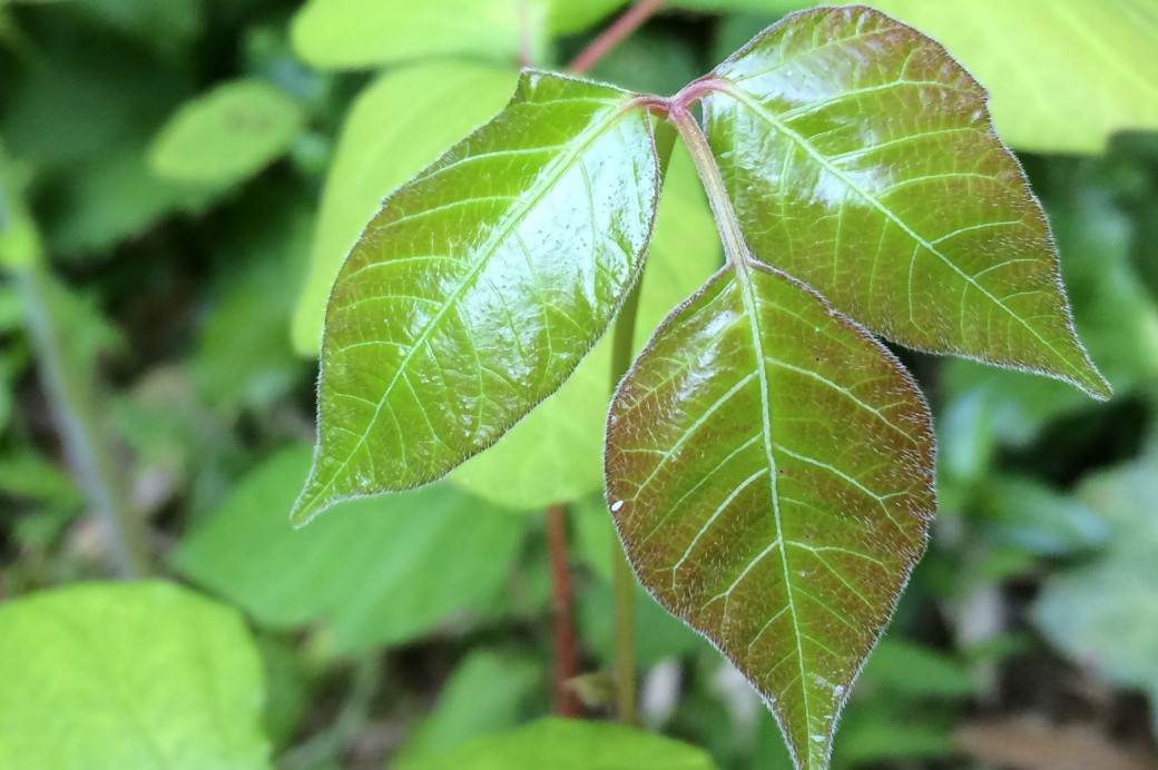 Weed of the Month: Poison Ivy - Brooklyn Botanic Garden