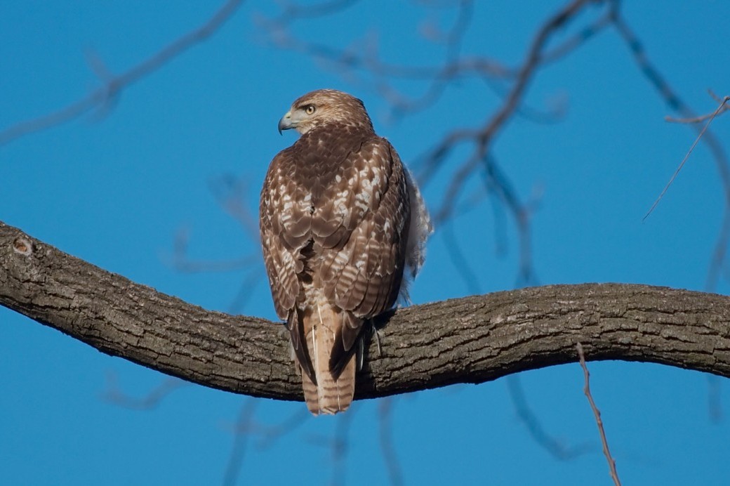 Identify North American Hawks