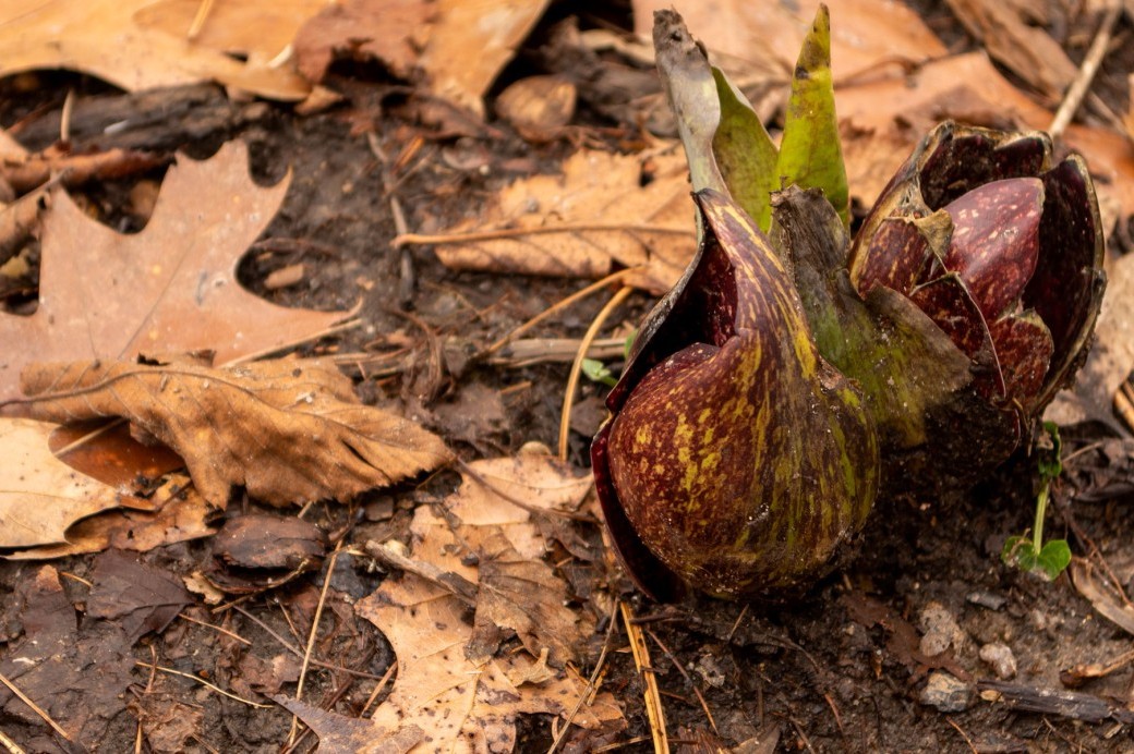 What Can We Learn from the Charismatic Skunk Cabbage? - Brooklyn ...