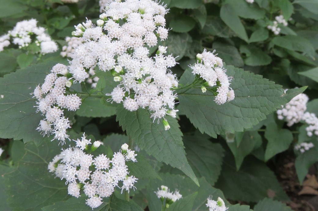 Weed of the Month: White Snakeroot - Brooklyn Botanic Garden