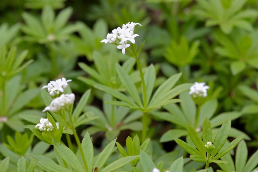 Sweet Woodruff: Shade-Loving Groundcover and Aromatic Herb - Brooklyn ...