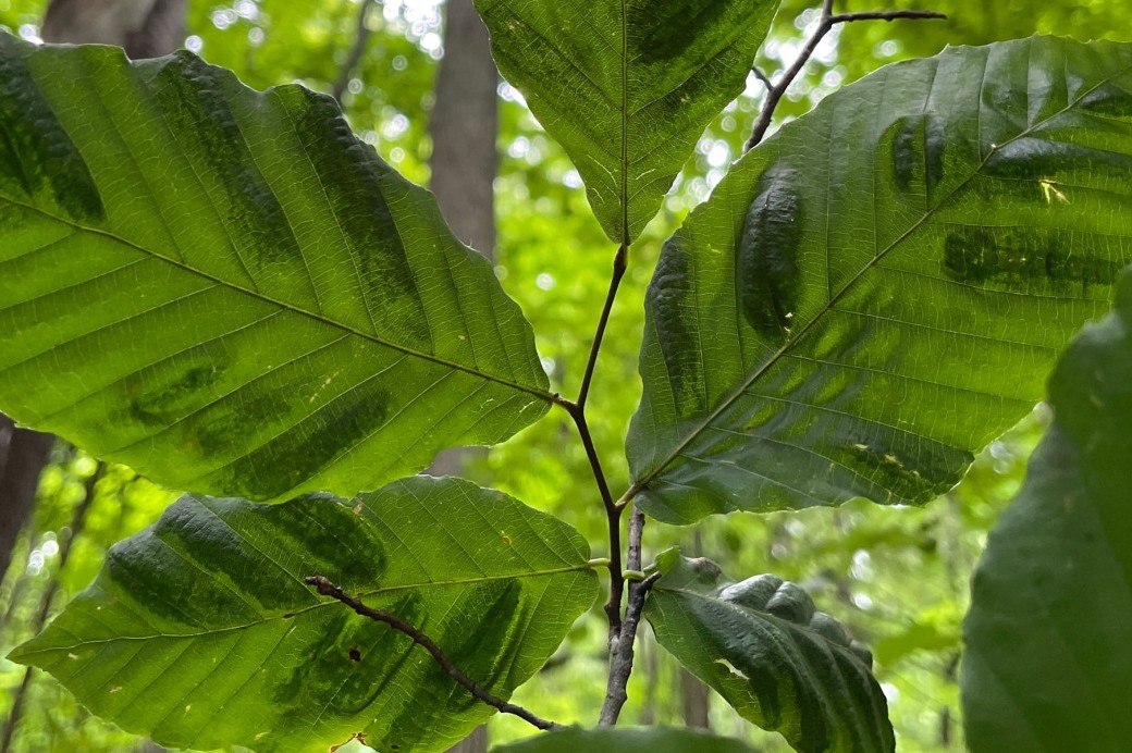 What We Know So Far About Beech Leaf Disease - Brooklyn Botanic Garden