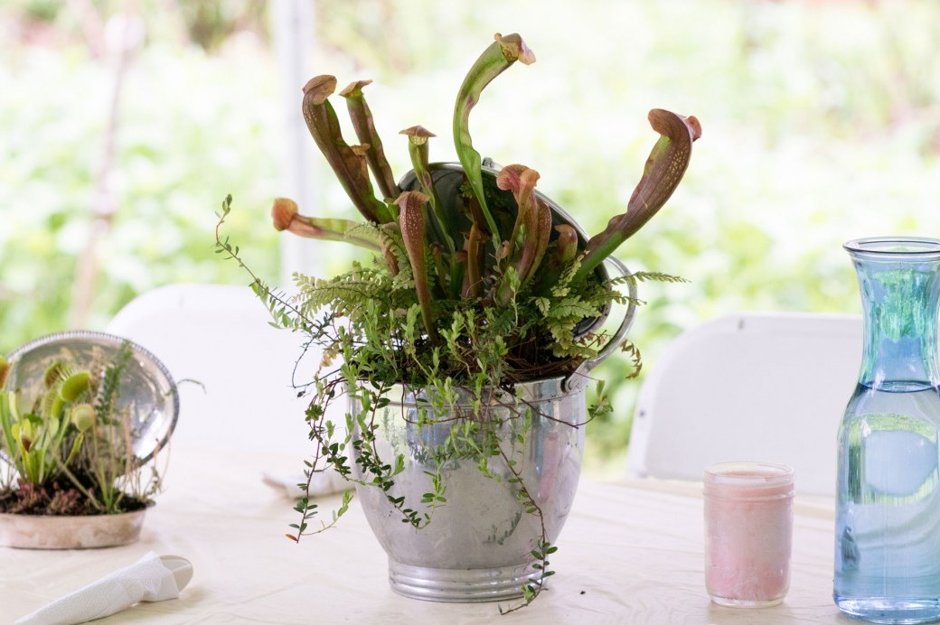 Grow Carnivorous Plants in a DIY Mini-Bog - Brooklyn Botanic Garden