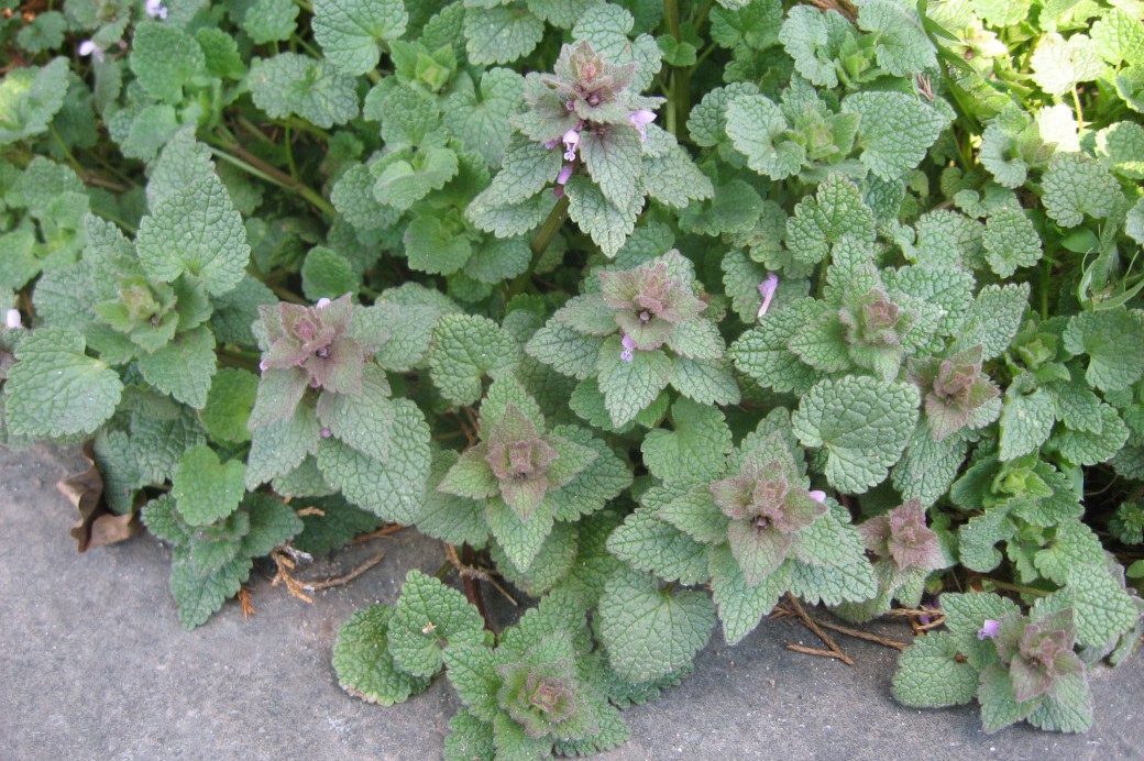Weed of the Month: Purple Deadnettle - Brooklyn Botanic Garden