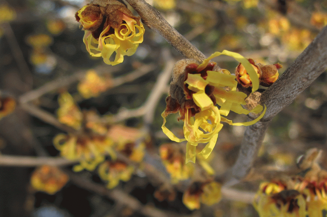 Native Witch-Hazel - Brooklyn Botanic Garden