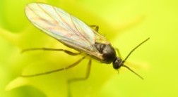 Weed of the Month: Stinging Nettle - Brooklyn Botanic Garden