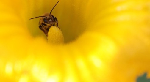 Urban Beekeeping - Brooklyn Botanic Garden