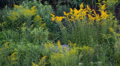 Trees to See at BBG - Brooklyn Botanic Garden