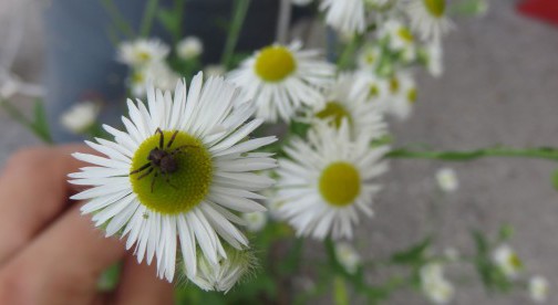 Spring Beauty—A Woodland Wildflower With Tasty Tubers - Brooklyn ...