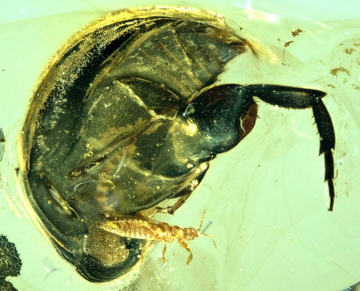 Plants and Pollinators: An Evolutionary Love Story - Brooklyn Botanic ...