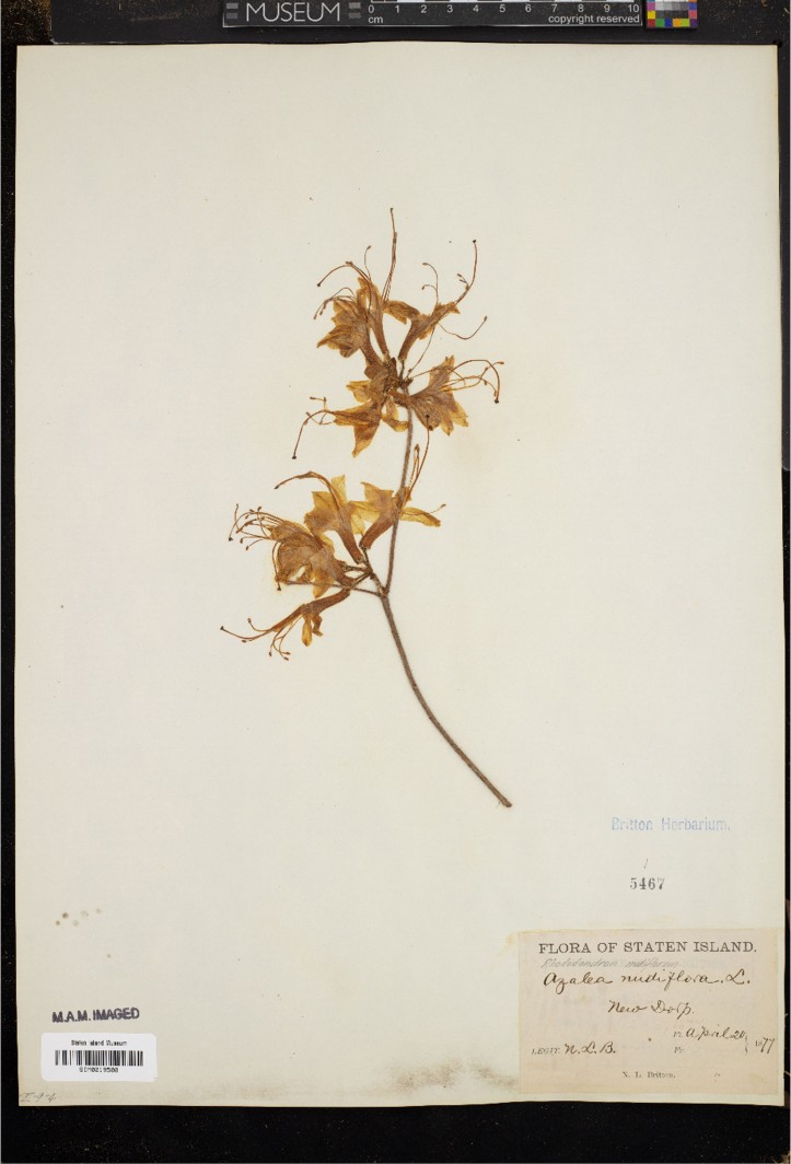 Plant Spotlight: The Pinkster Azalea - Brooklyn Botanic Garden