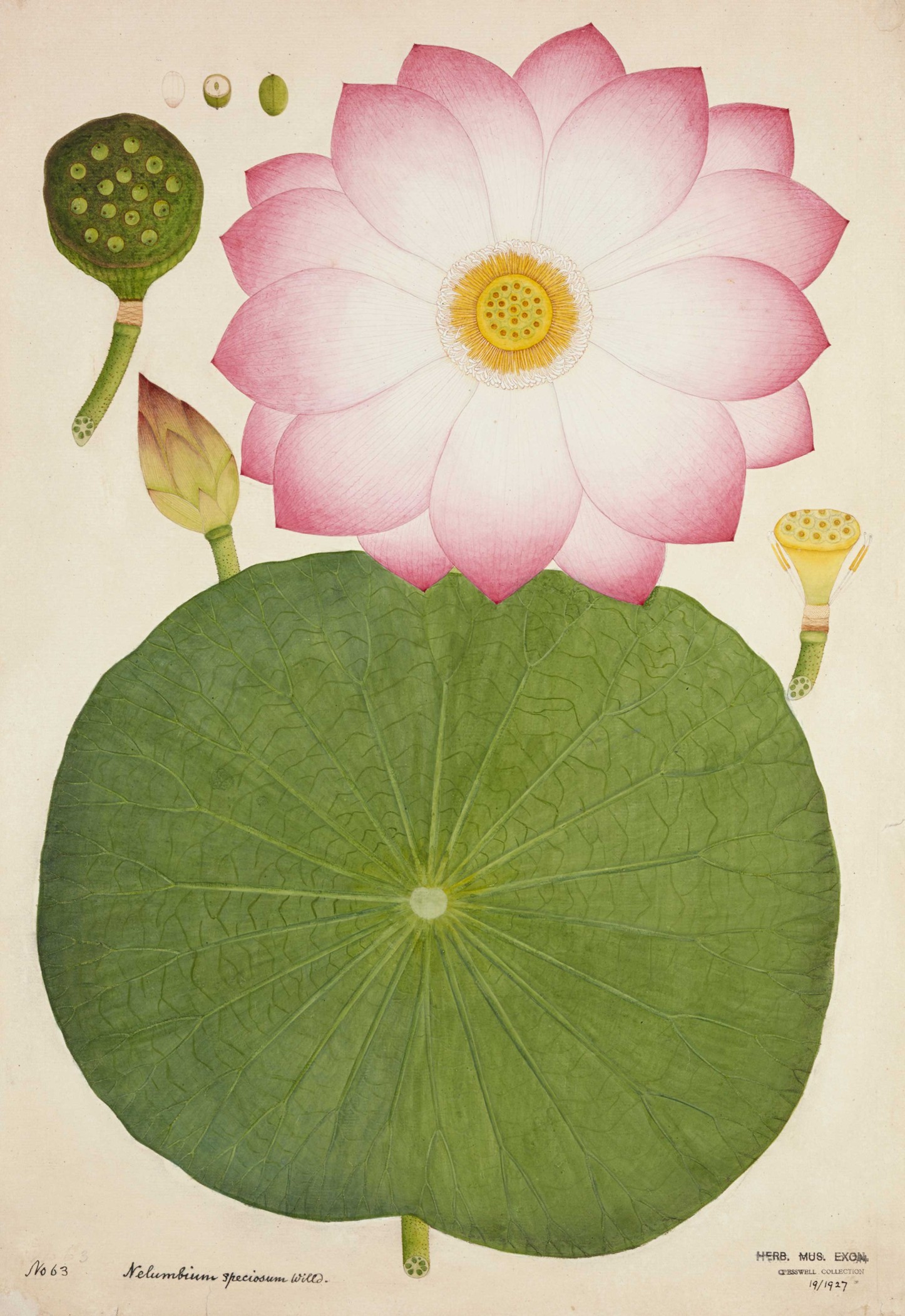 Plant Spotlight: Sacred Lotus - Brooklyn Botanic Garden
